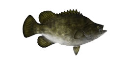 Triple Tail (കരിപ്പെട്ടി) | Wild Fish